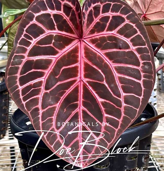 Honest Review of DocBlock Anthuriums 2025 – Where Science Cultivates Beauty
